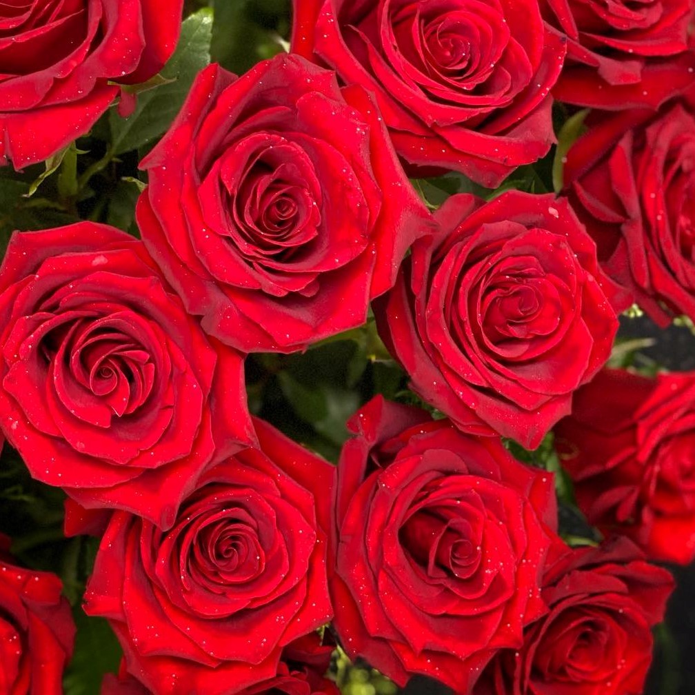 Classic Roses Vased – The BloomBox