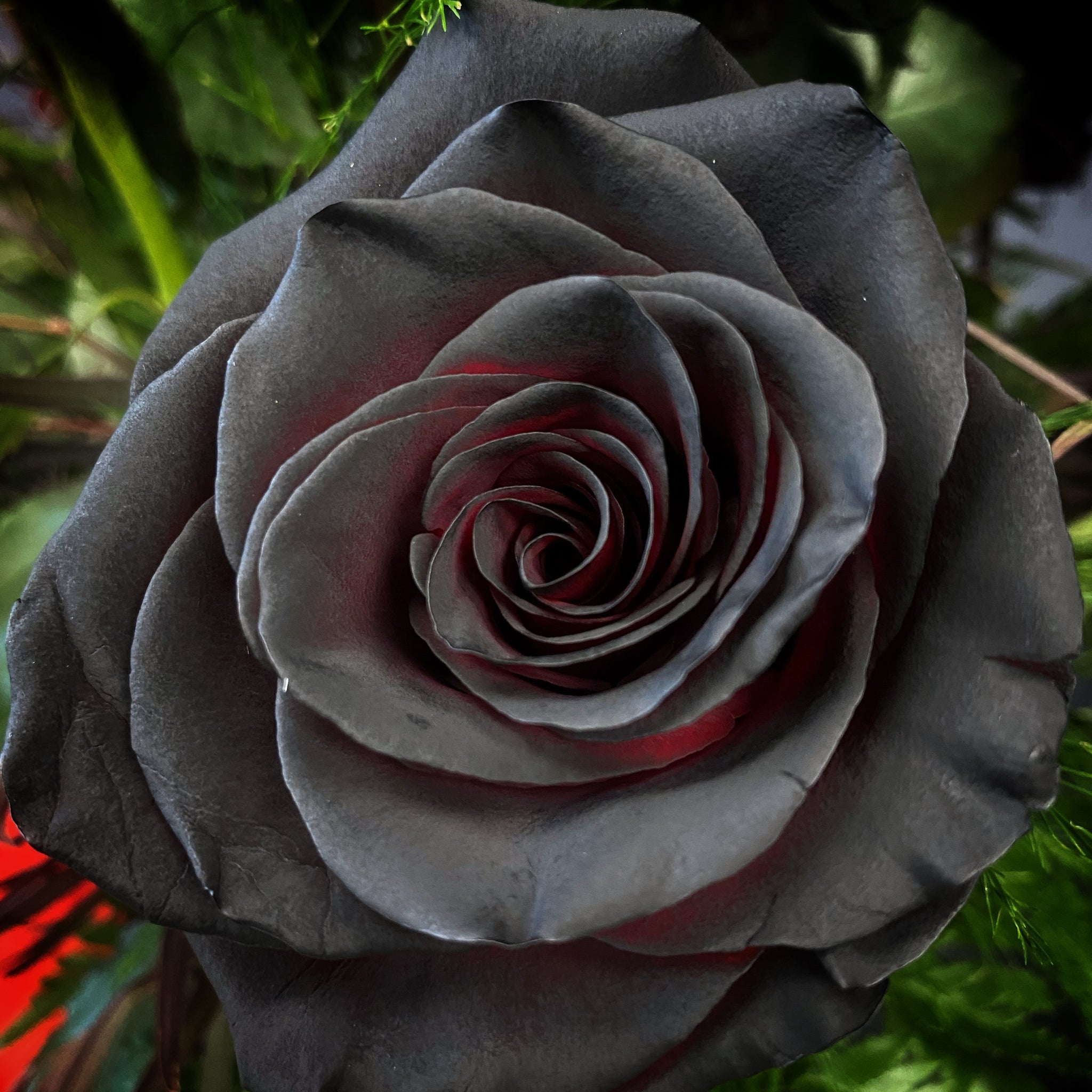 Classic Roses Vased – The BloomBox