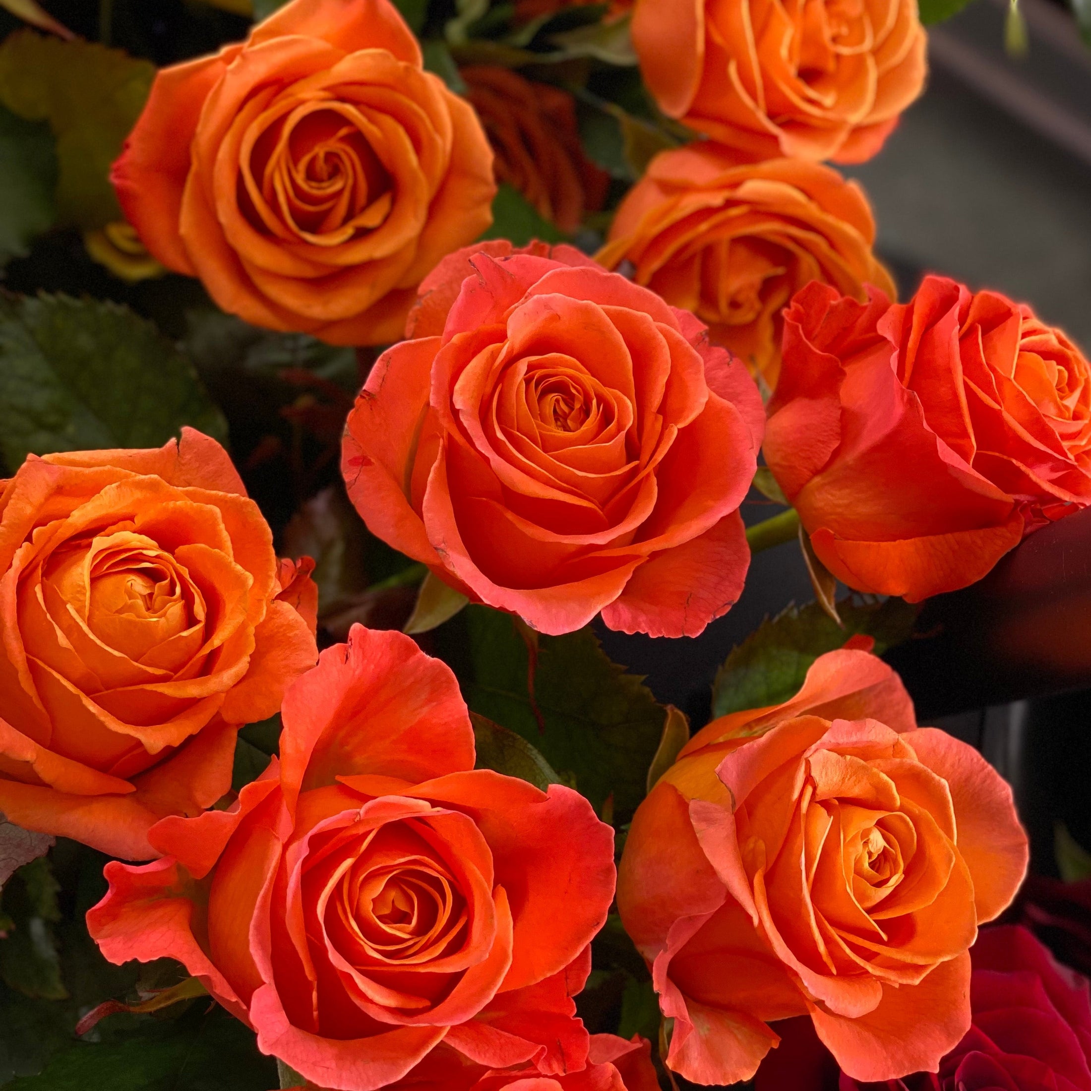 Classic Roses Vased – The BloomBox